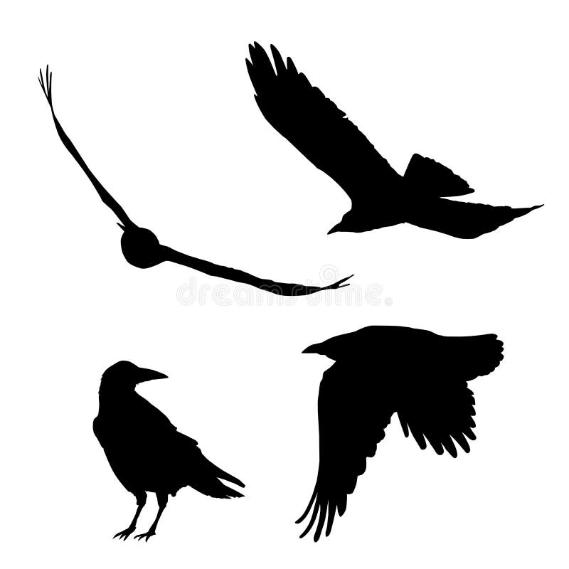 Set of Vector Silhouettes of Ravens and Crows Stock Vector ...
