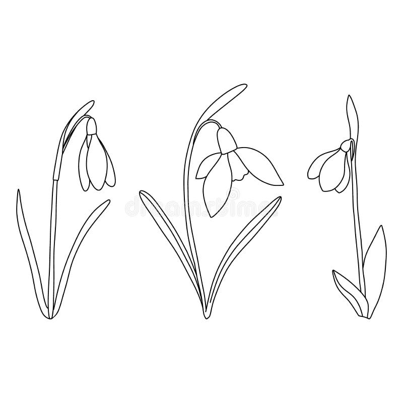 A Set of Vector Snowdrops on a White Background. Stock Vector ...