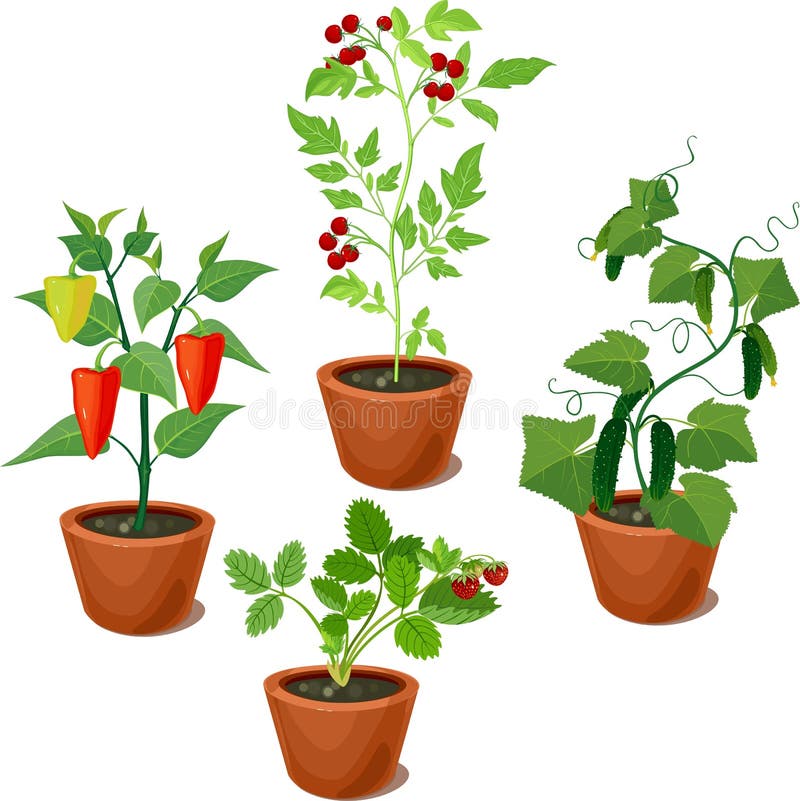 Growing Pepper Plant Isolated on White Vector Stock Vector ...
