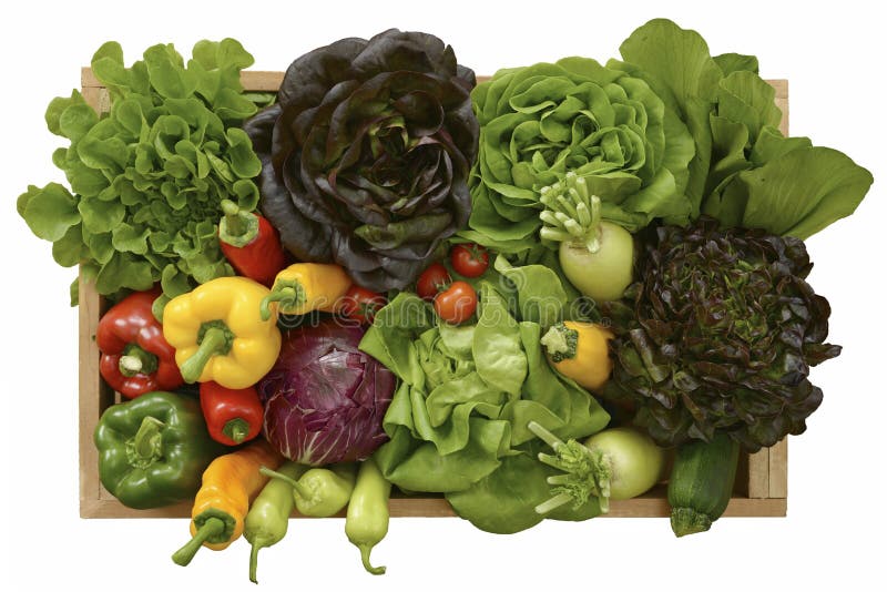 Set of vegetable stock image. Image of natural, view - 97272479