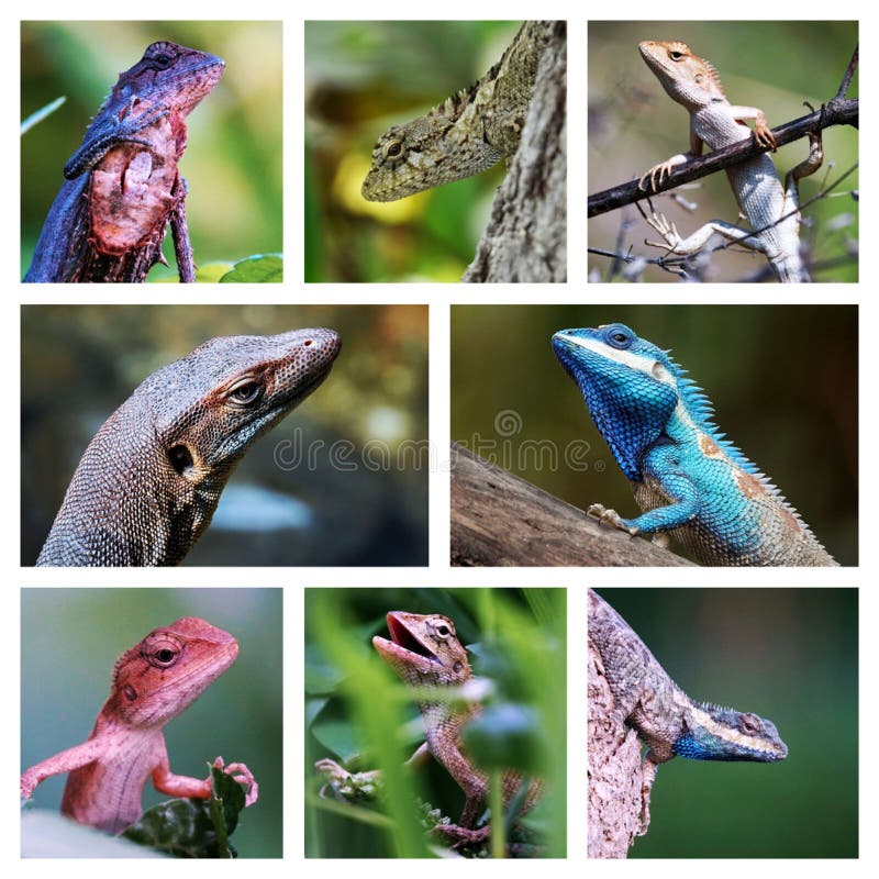 Set of Vibrant Photographs with Multiple Species of Lizards Perched on ...