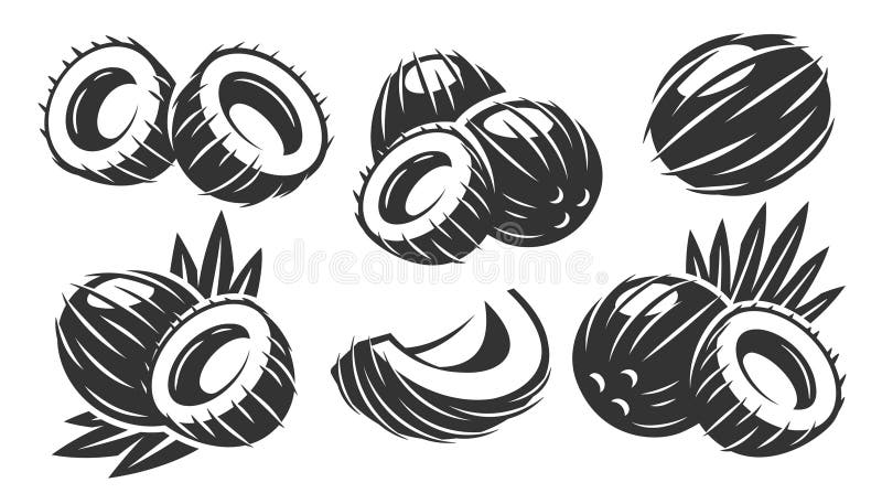 Vintage coconut icon stock vector. Illustration of healthy - 278077942