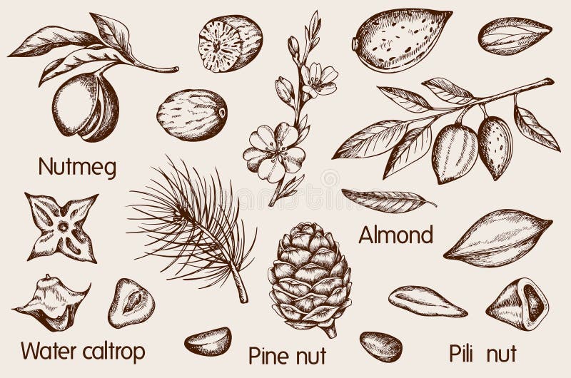 Drawn Pili Stock Illustrations – 13 Drawn Pili Stock Illustrations ...