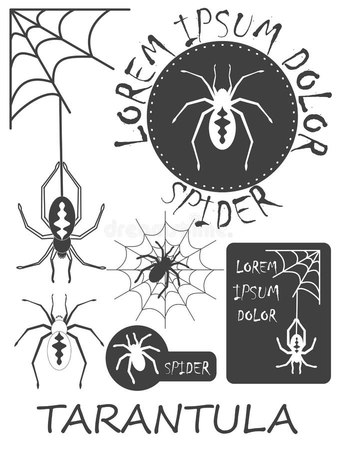 Set of Vintage Spider Labels, Badges and Design Elements. Vector Stock ...