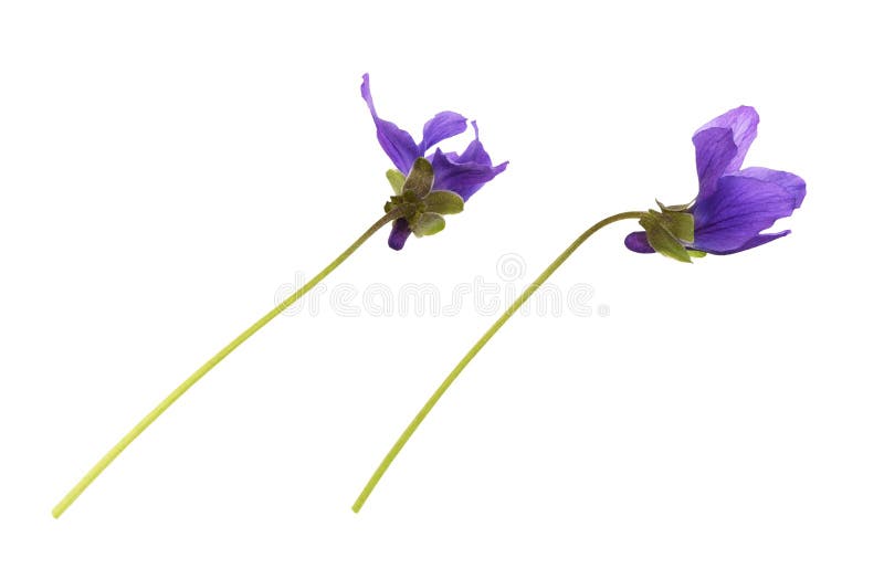 Set of Viola Flowers Isolated Stock Image - Image of spring, isolated ...