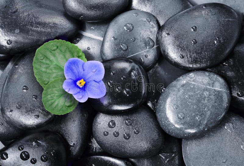 Set of Violet Flowers on Pebble Stock Image - Image of health, natural ...