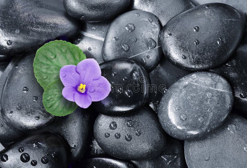 Set of Violet Flowers on Pebble Stock Image - Image of aroma, nature ...