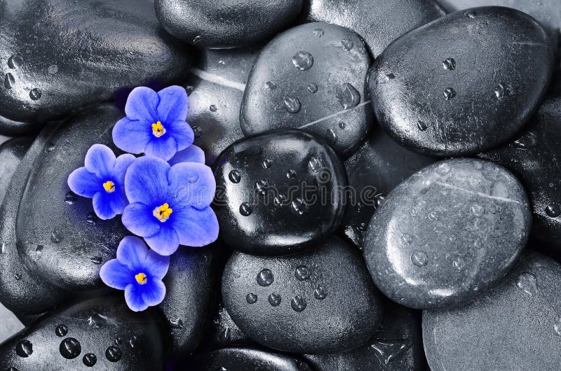 Set of Violet Flowers on Pebble Stock Image - Image of rock, summer ...