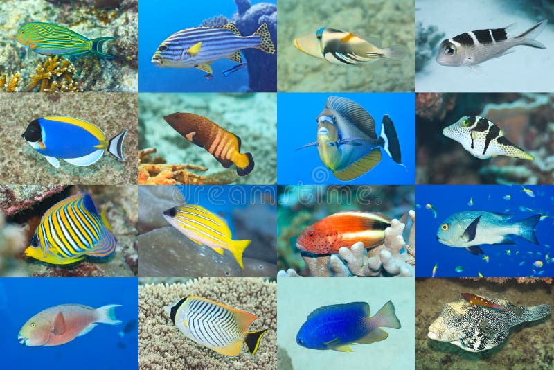 Set von 16 Fischen stockfoto. Bild von rotbarsch, fische - 12448928