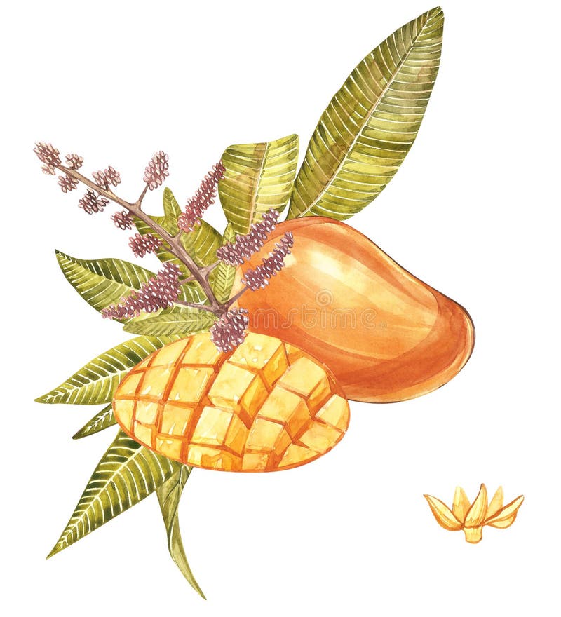 Set of Watercolor Botanical Illustration. Mango Fruit and Flowers ...