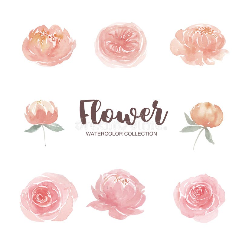 Watercolor Climbing Rose Stock Illustrations – 97 Watercolor Climbing ...