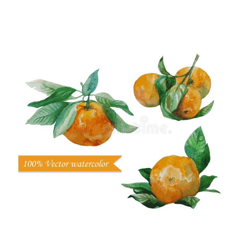 Set of Watercolor Drawing Mandarines Stock Illustration - Illustration ...