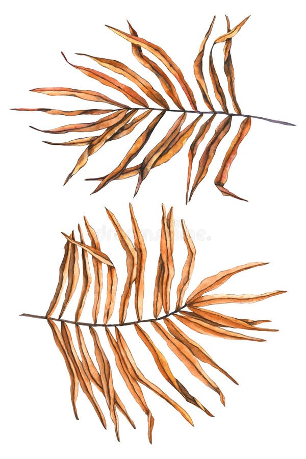Set of Watercolor Dried Palm Leaves. Hand Drawn Illustration is ... Set of Watercolor Dried Palm Leaves. Hand Drawn Illustration is ...