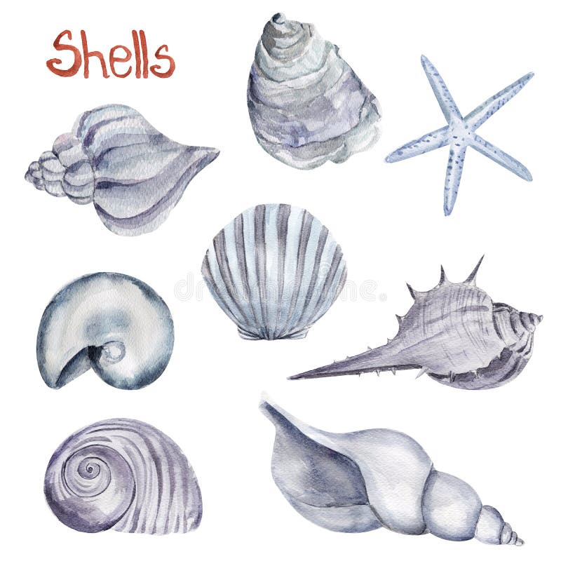 Set of Watercolor Elements of Seashells of Different Shapes Stock Image ...