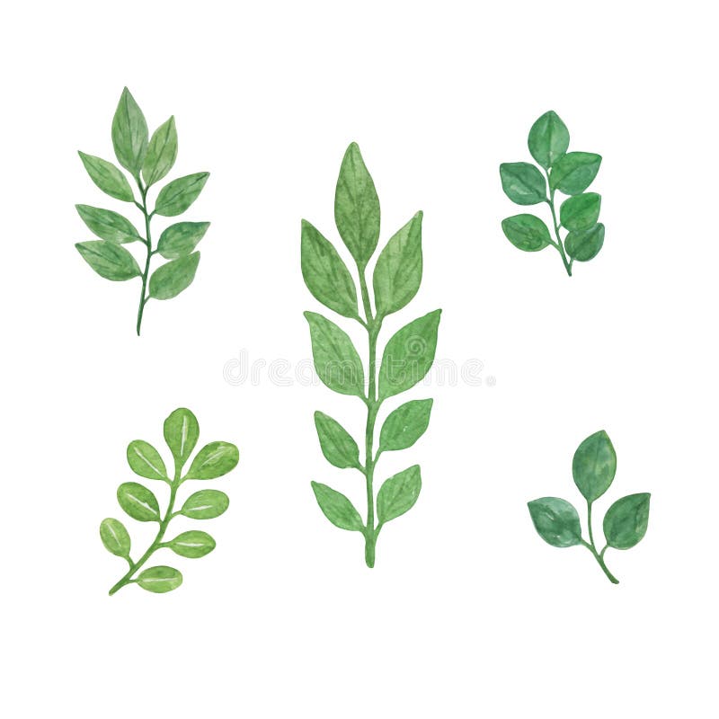 A Set of Watercolor Fancy Leaves Branches on the White Background, Hand ...