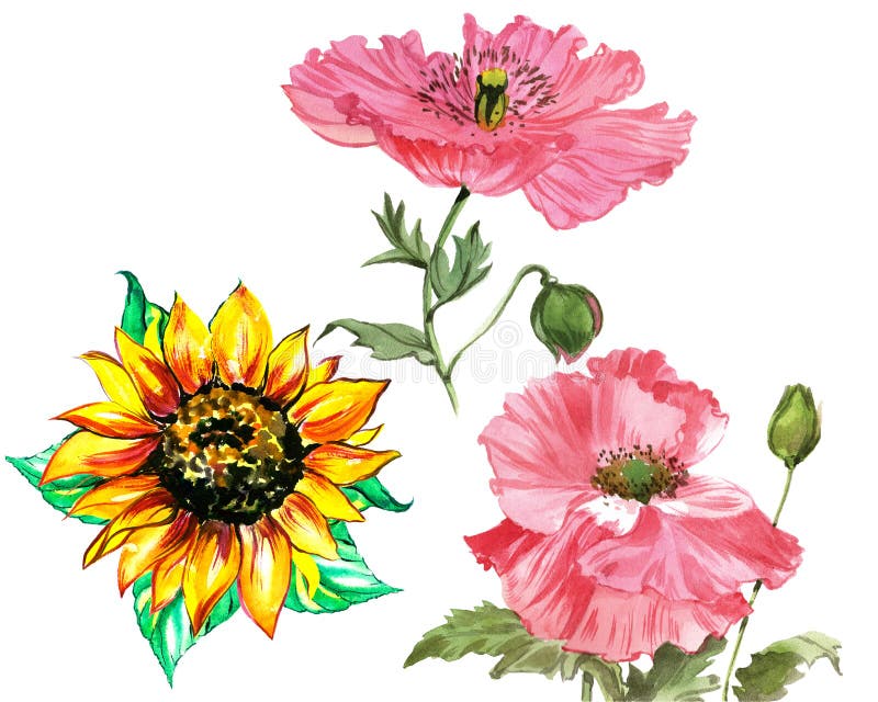 Set Of Watercolor Flowers Of Poppy And Sunflower Isolated On White