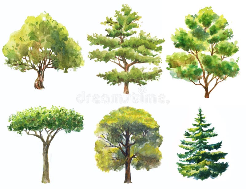 Set of Watercolor Trees on White, Hand Drawn Trees with Various Shapes ...