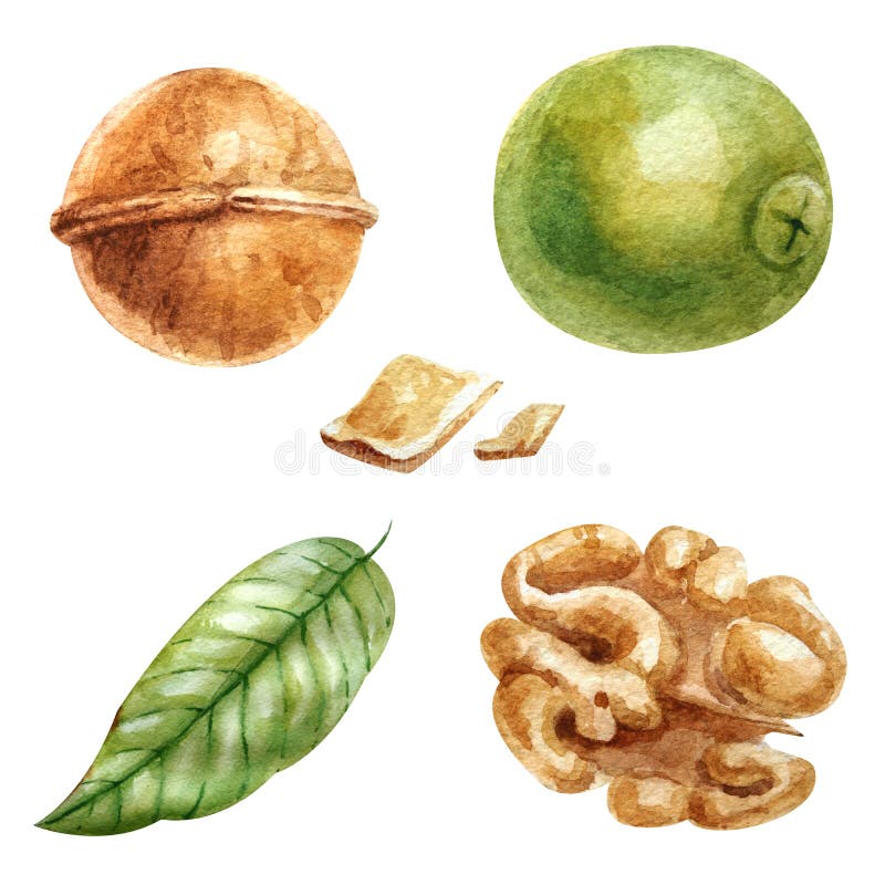 Set of watercolor Walnuts stock illustration. Illustration of ...