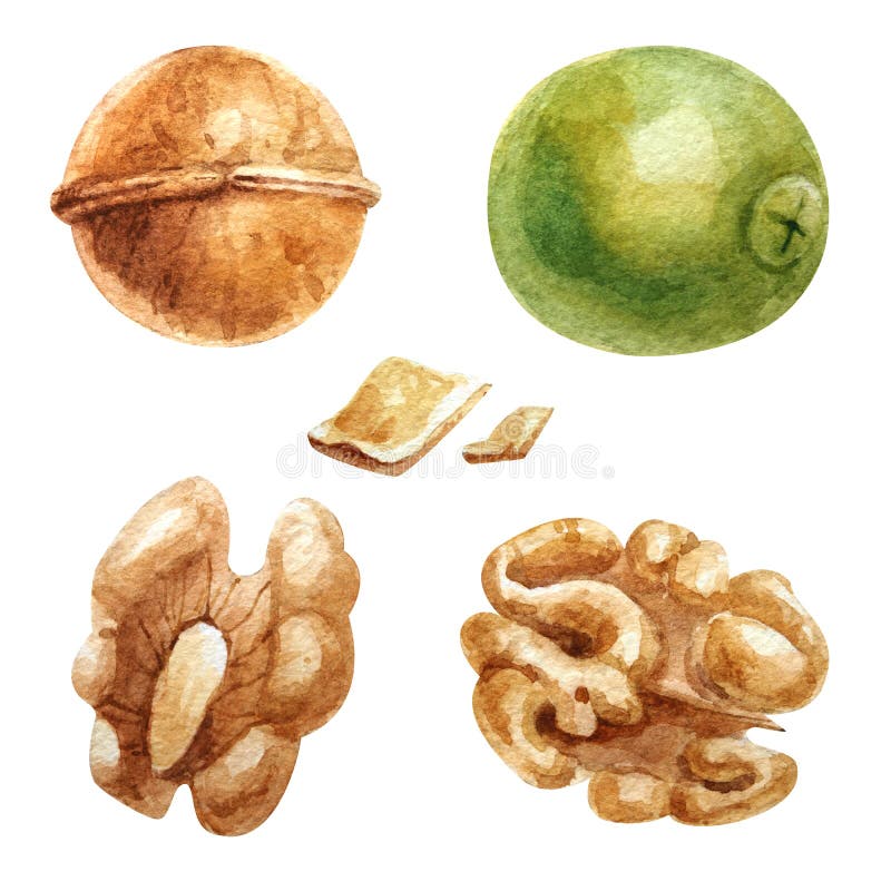 Set of watercolor Walnuts stock illustration. Illustration of ripe ...