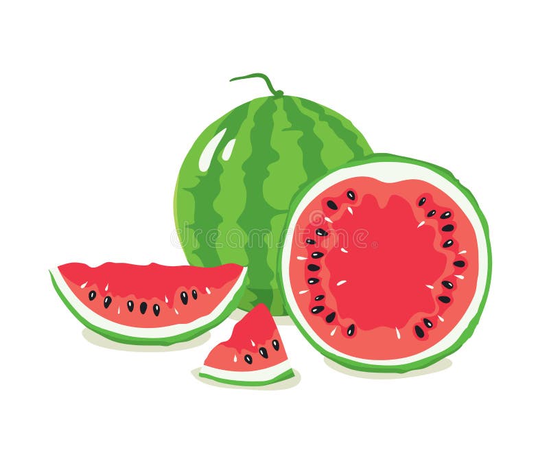 Set of watermelons stock vector. Illustration of agriculture - 72619945