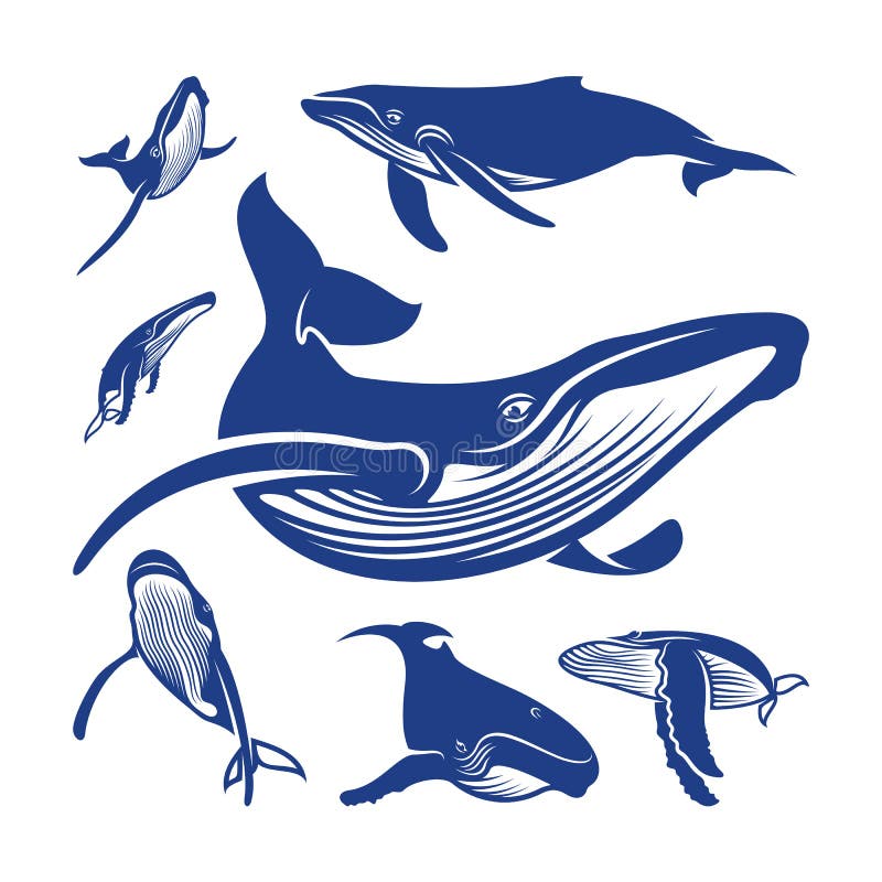 Set of Whale Design Vector, Creative Whale Illustration Template Stock ...
