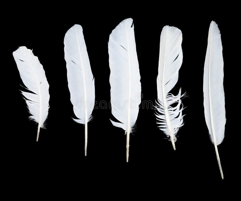 Set of white feathers stock image. Image of closeup, feathers - 53255303