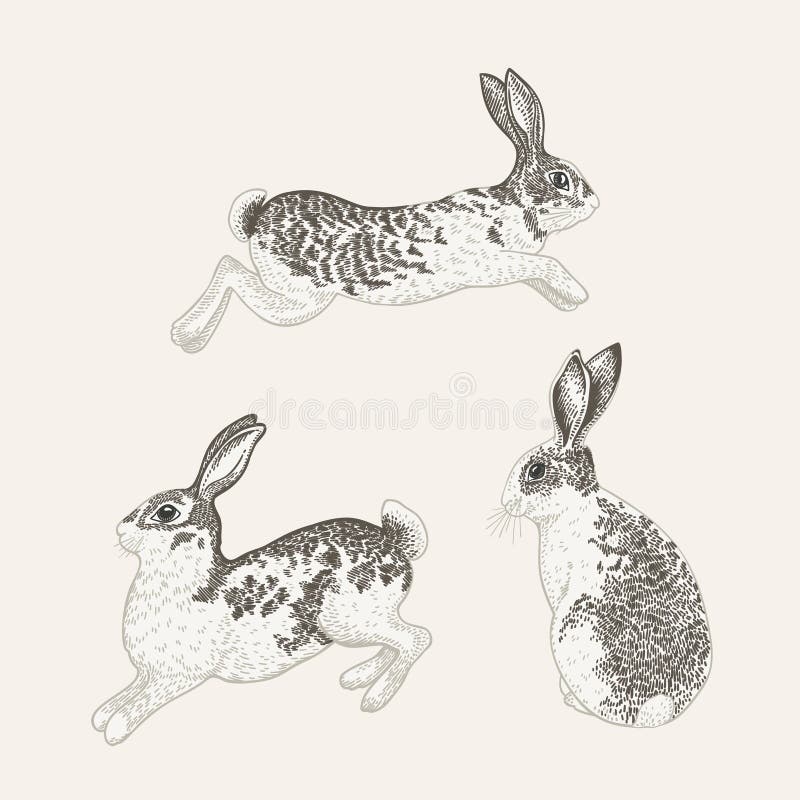 Set of White Rabbits, Collection of Farm Animal, Pet Vector ...