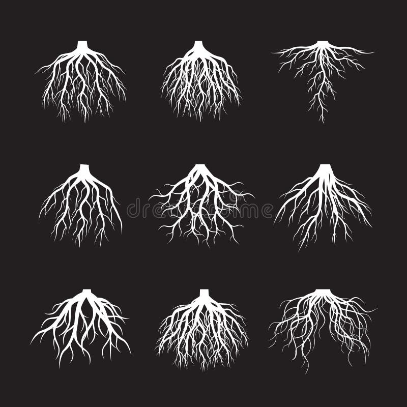 White Roots Background and Cosmos Stock Illustration - Illustration of ...