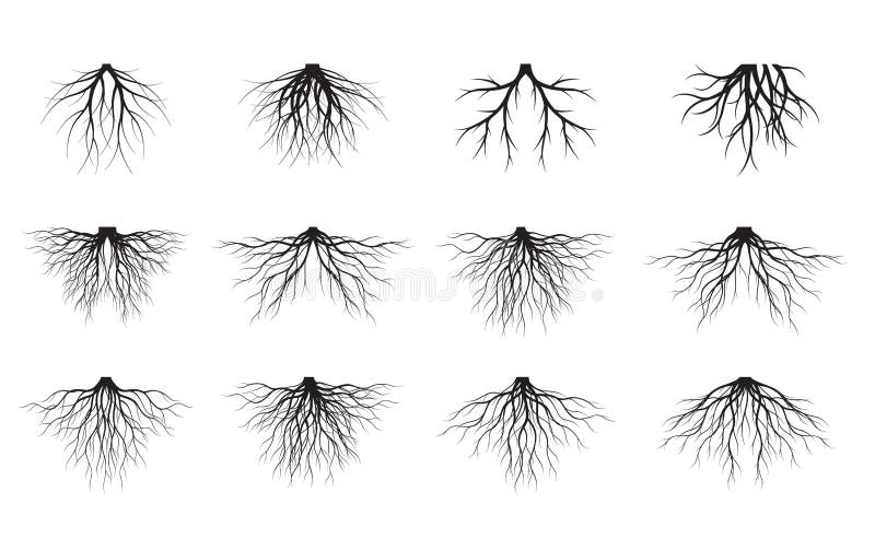 Set of White Tree Roots. Vector Outline Illustration and Nature Image ...