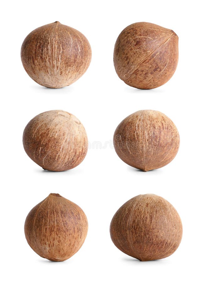 Set of Whole Brown Coconuts Isolated Stock Image - Image of object ... Set of Whole Brown Coconuts Isolated Stock Image - Image of object ...