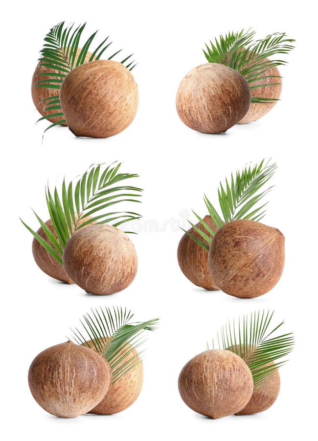 Set of Whole Brown Coconuts Isolated Stock Image - Image of drink ... Set of Whole Brown Coconuts Isolated Stock Image - Image of drink ...