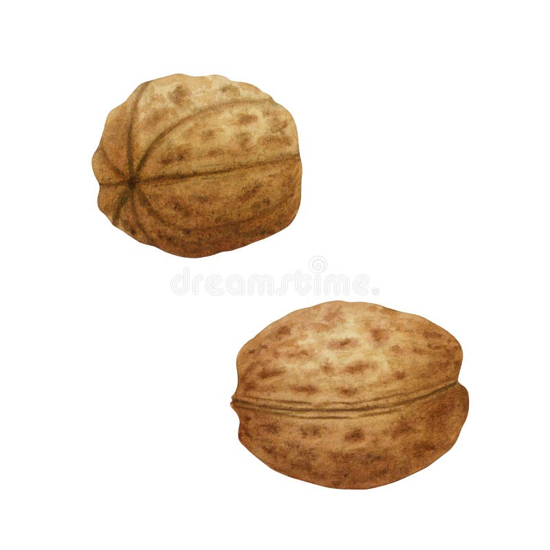 Set of Whole Walnuts in Shell. Hand Drawn Watercolor Illustration of ...