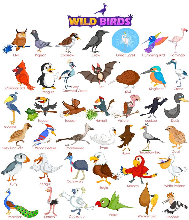 Set of Wide Variety of Wild Birds Stock Vector - Illustration of ...