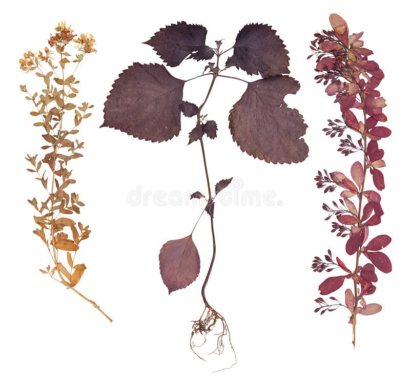 Set of Wild Dry Pressed Flowers and Leaves Stock Photo - Image of plant ...
