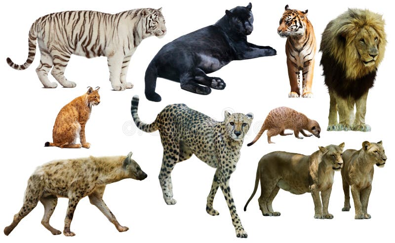 Set of Wild Mammals Isolated Over White Stock Image - Image of tigris ...