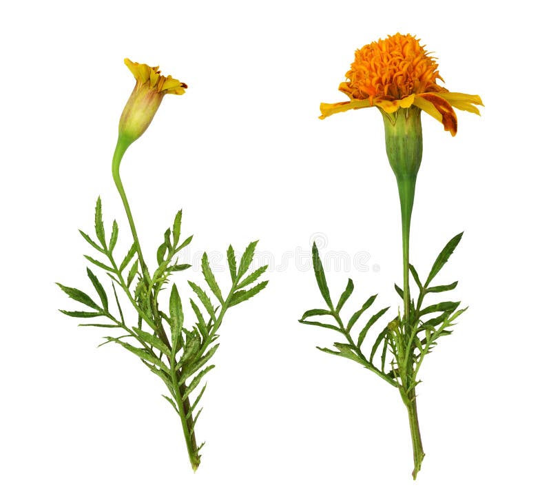 Set of Wild Marigold Flower and Bud Isolated Stock Photo - Image of ...