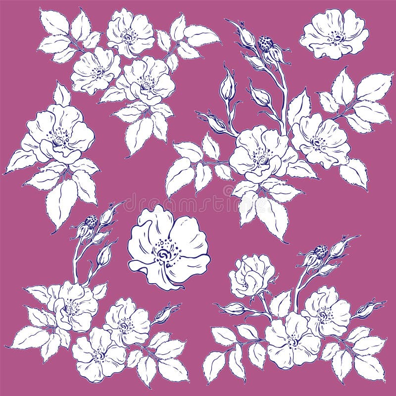 Set of wild rose stock vector. Illustration of eglantine - 43267948