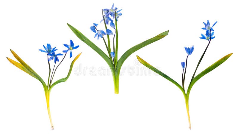 Set of Wild Spring Flowers Pressed Isolated Stock Photo - Image of ...