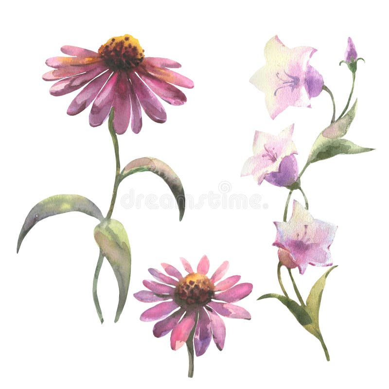 Bluebells Watercolor Stock Illustrations 345 Bluebells Watercolor