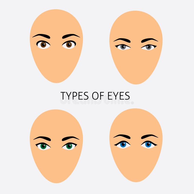 Set of Woman Eyes Types Vector Flat Illustration Stock Vector ...