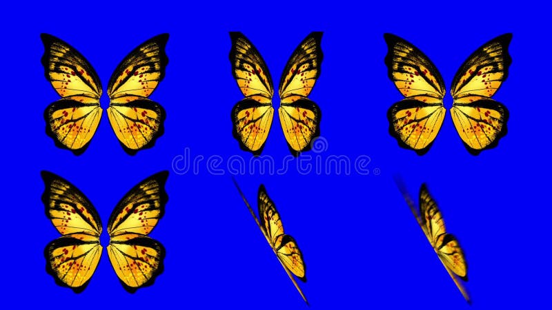 A Set of Yellow Butterfly Wings Waving in Different Speed and Angles on ...