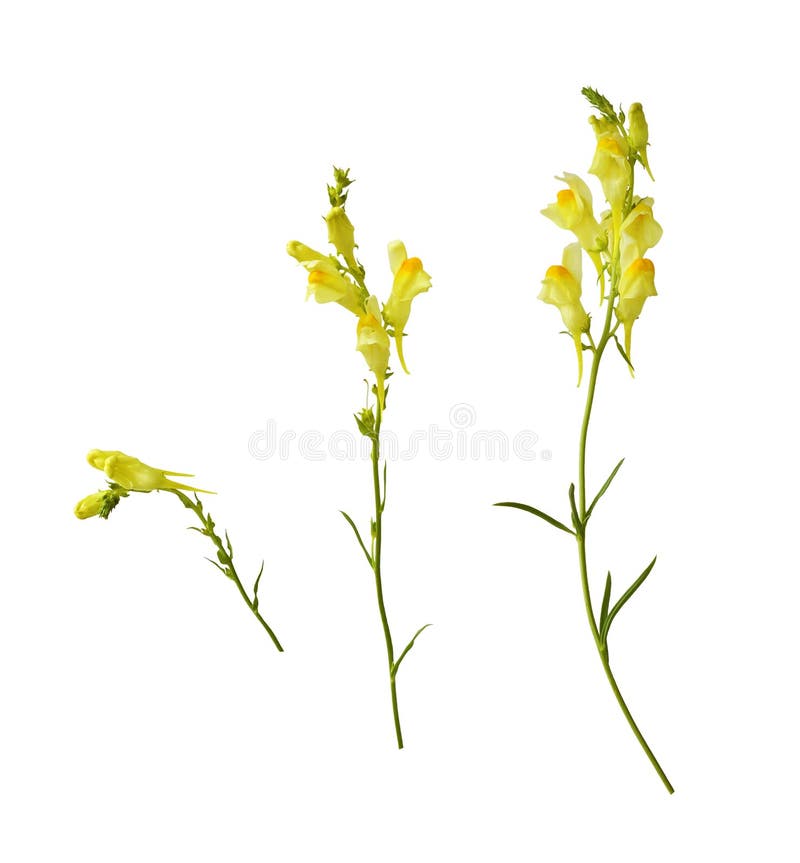 Linaria flowers stock image. Image of botanical, plant - 141467631