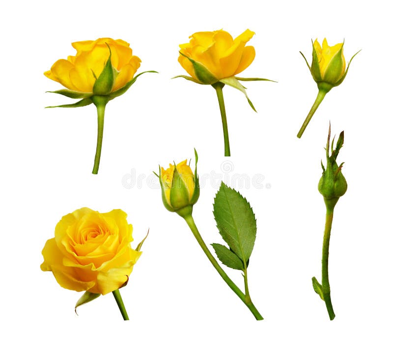 Set of Yellow Rose Flowers and Buds Stock Photo - Image of blossom ...