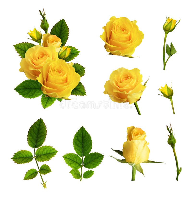 Set of Yellow Rose Flowers, Buds, Leaves and Example of Arrangement ...