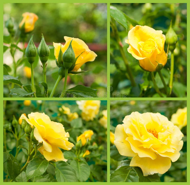 Set of yellow roses stock photo. Image of yellow, outdoor - 31225644