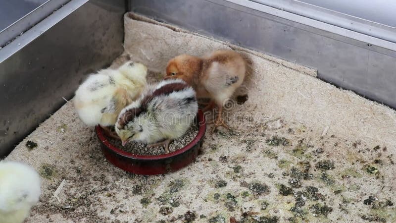 Set of Young Chicks of Various Colors in a Box Stock Footage - Video of ...