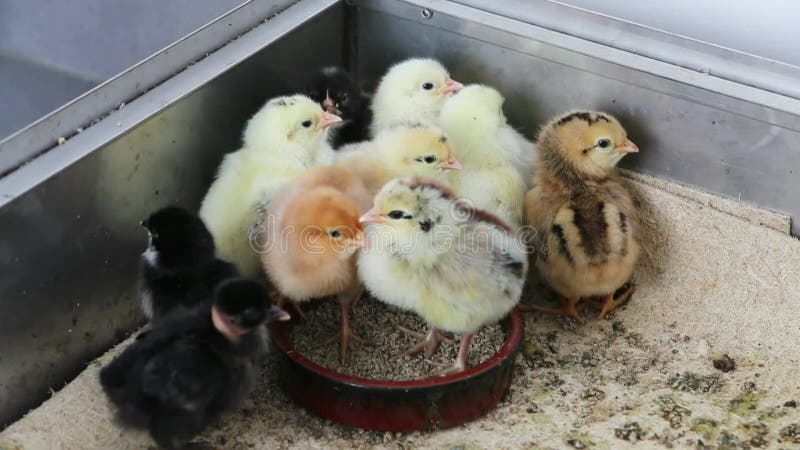 Set of Young Chicks of Various Colors in a Box Stock Video - Video of ...
