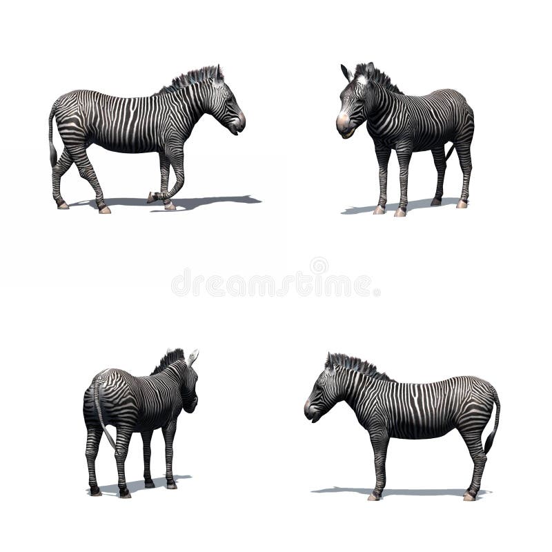 Set of Zebra in Different Movements with Shadow on the Floor on White ...
