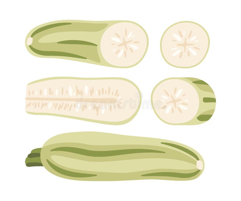 Set of Zucchini, Parts of Vegetable Stock Vector - Illustration of ...