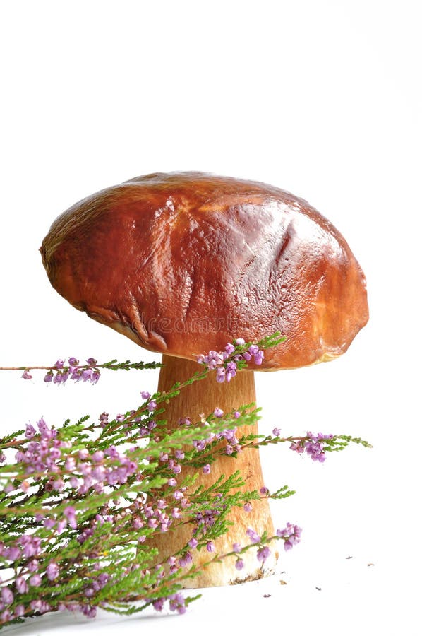 Seta imagen de archivo. Imagen de alimento, ingrediente - 21179007